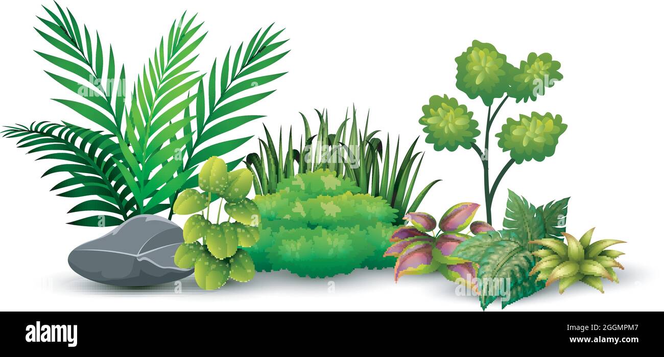 Little green plant botanical landscape Stock Vector Image & Art - Alamy