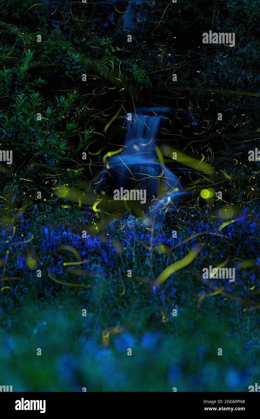 Fly firefly hi-res stock photography and images - Alamy