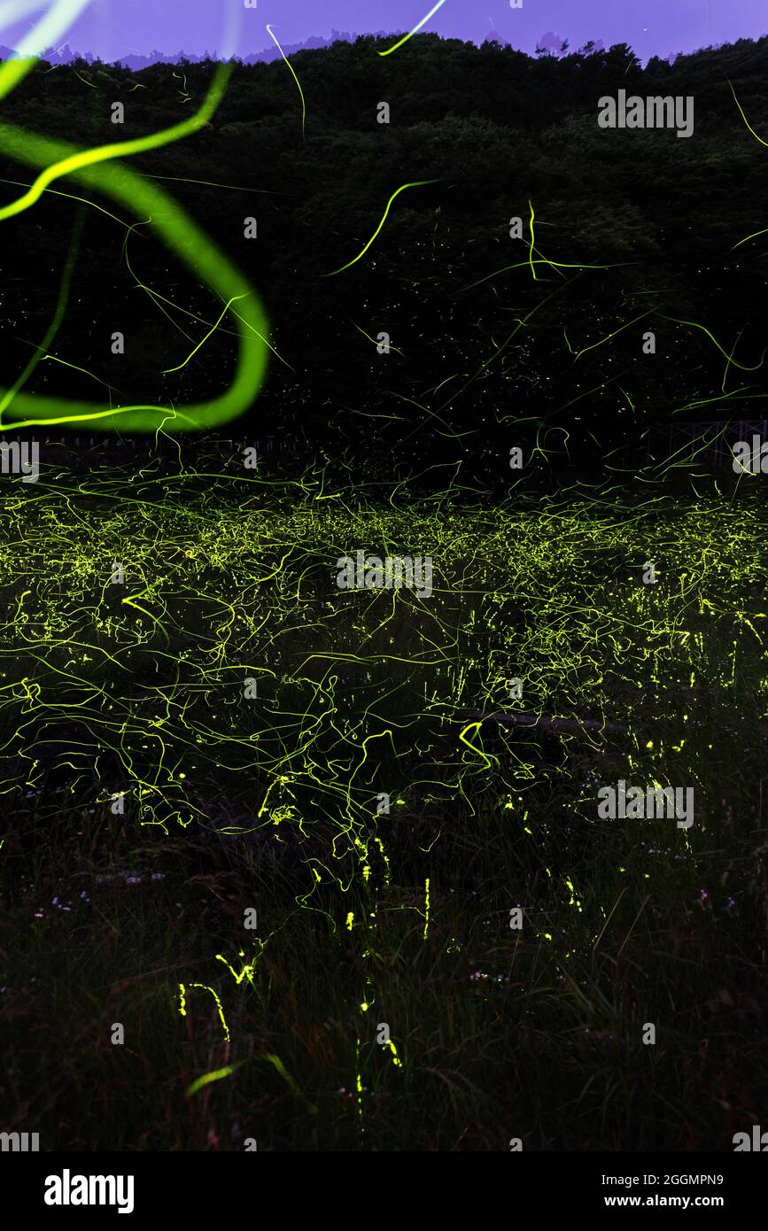 Firefly night grass hi-res stock photography and images - Alamy