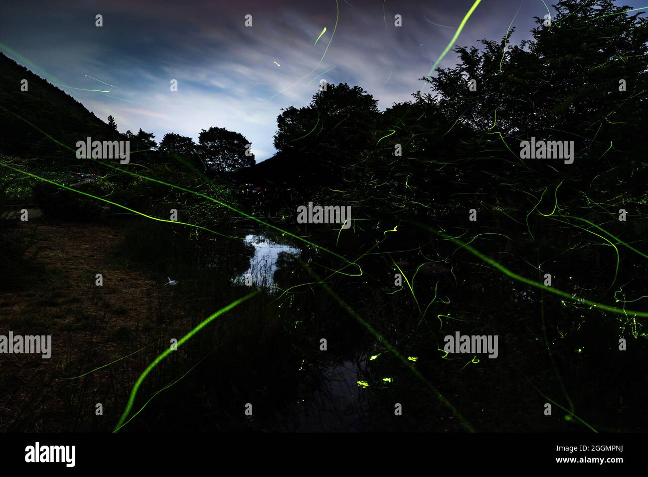 Blue firefly hi-res stock photography and images - Alamy