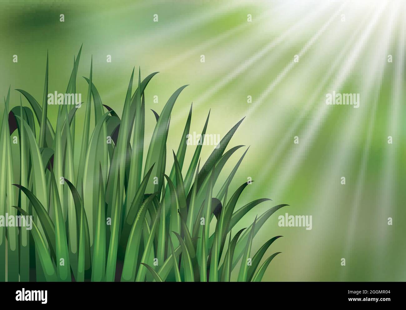 Botanical grass view on sun light Stock Vector Image & Art - Alamy