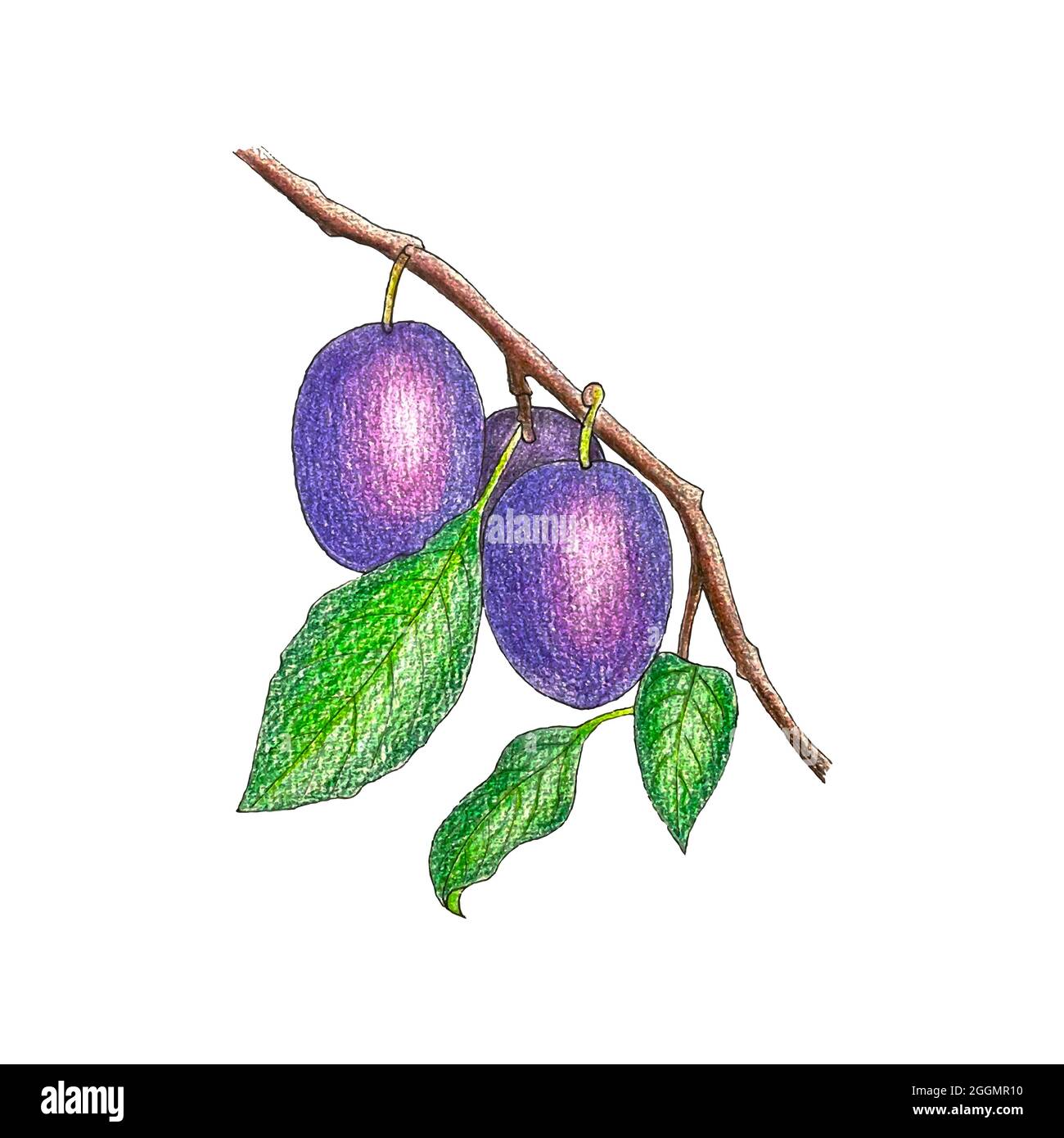 Plum branch with fruits and leaves, sketch, pencil hand drawing. Autumn ...