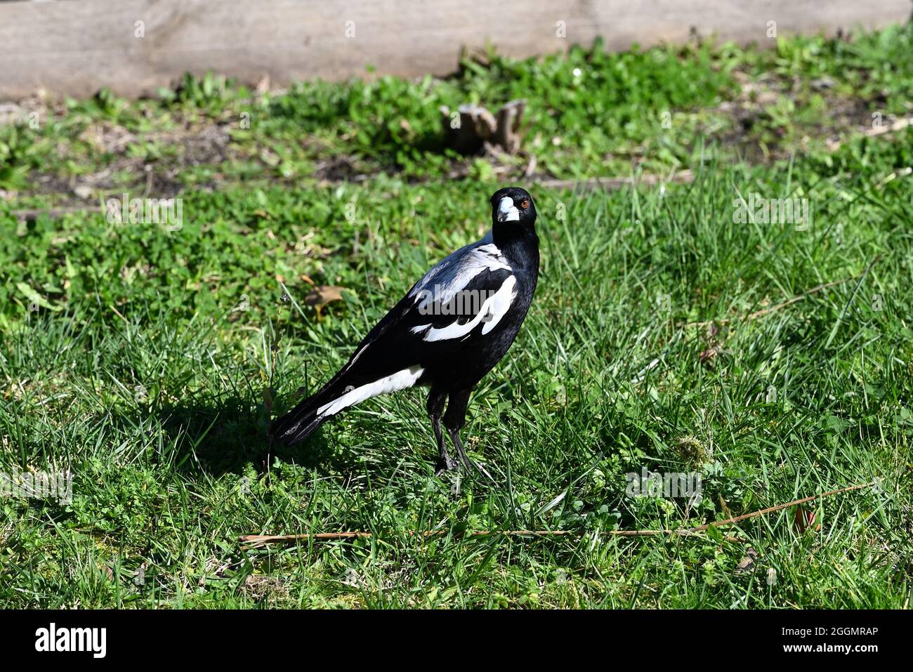 Magpies in the garden hi-res stock photography and images - Alamy