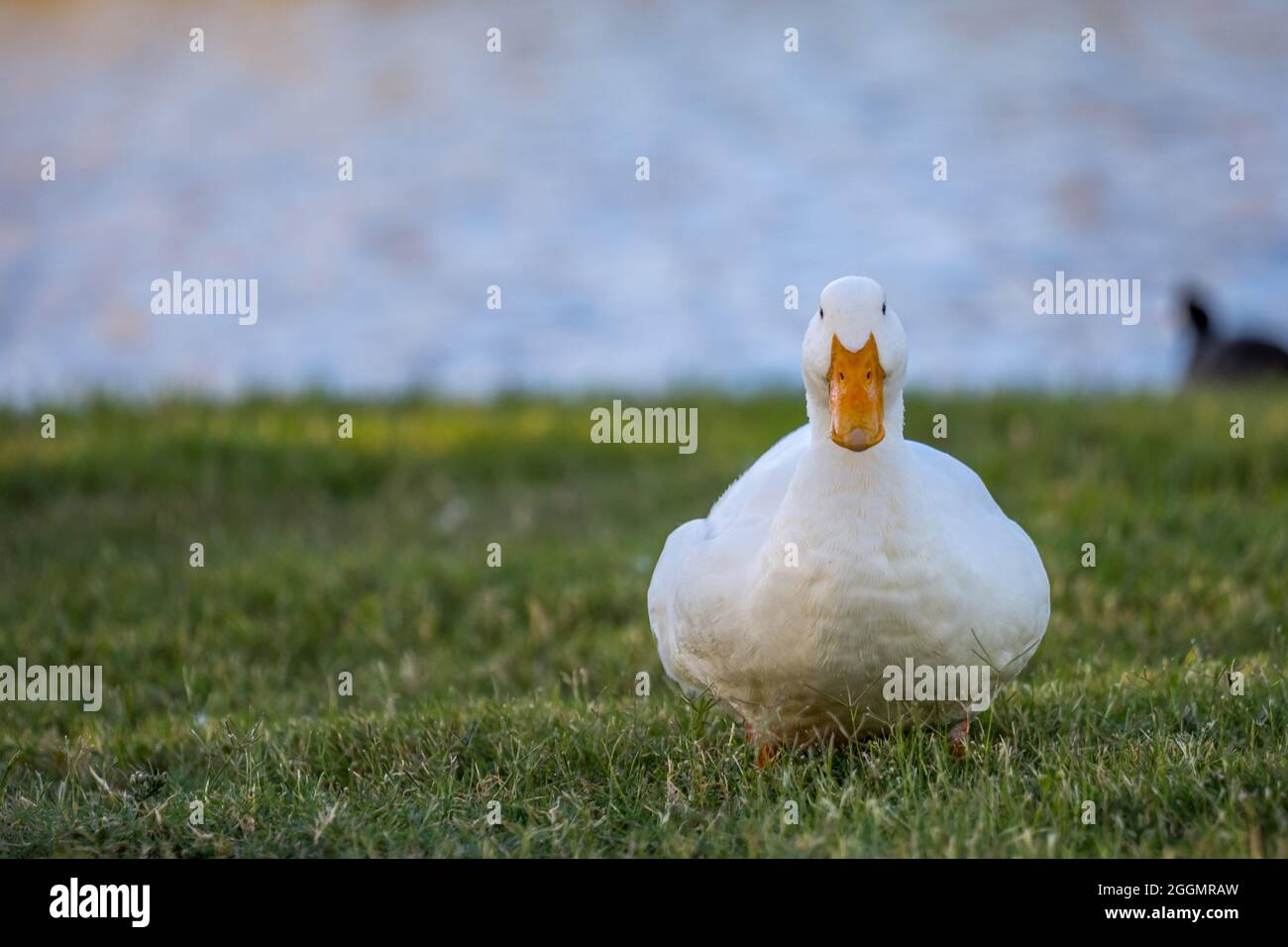 Pekin ducks swimming in pond hi-res stock photography and images - Alamy