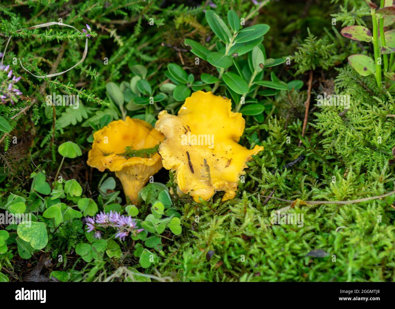 beautiful and colorful photo with mushroom close-up, traditional forest ...