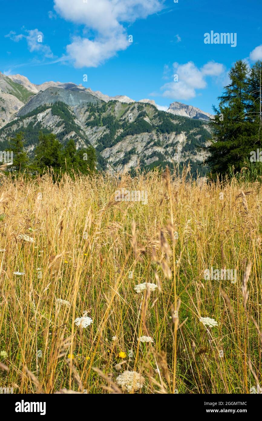 Mountain landscape ground pov with yellow grass and beautiful top view ...