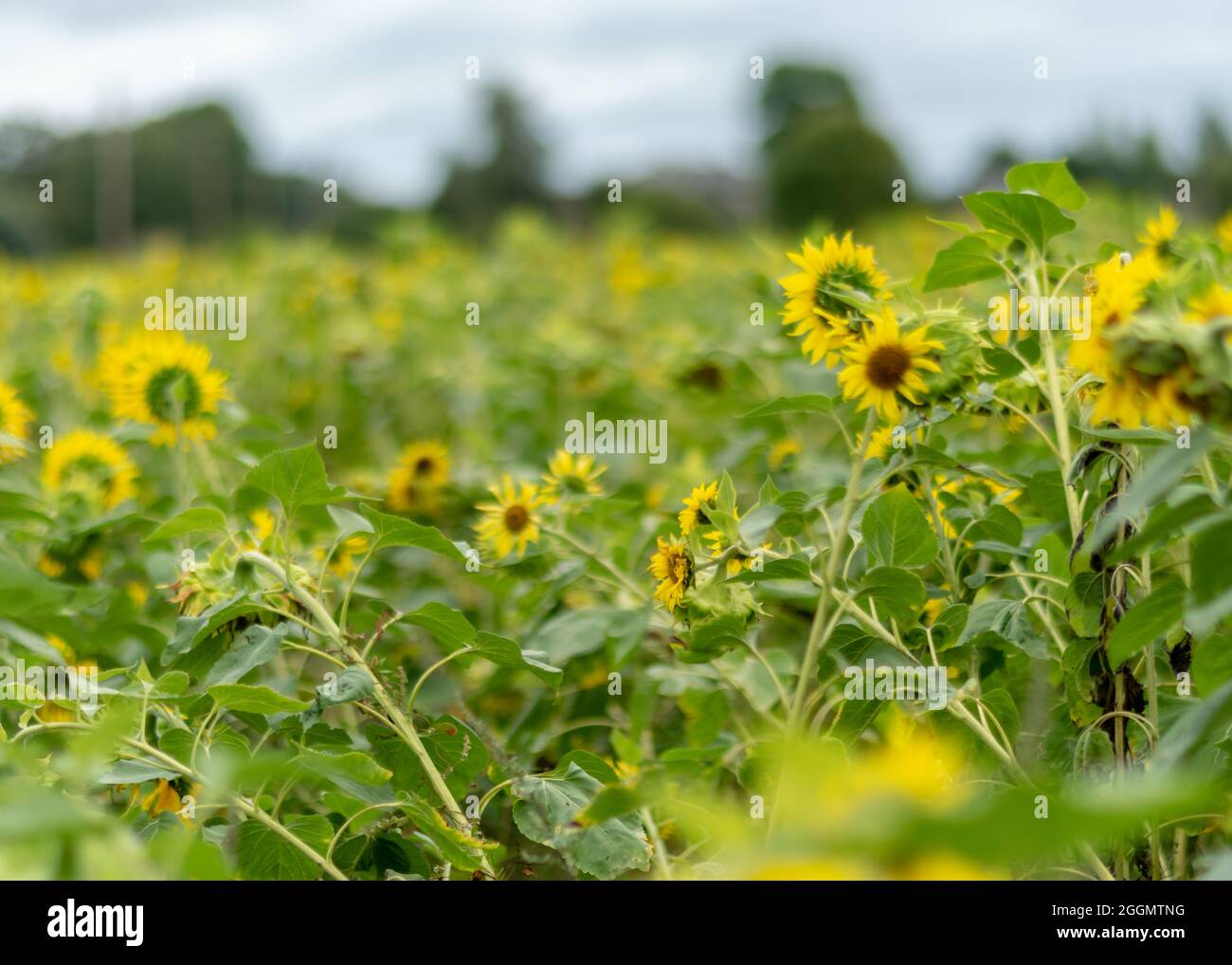 bright autumn landscape with sunflower field, yellow sunflower flower ...