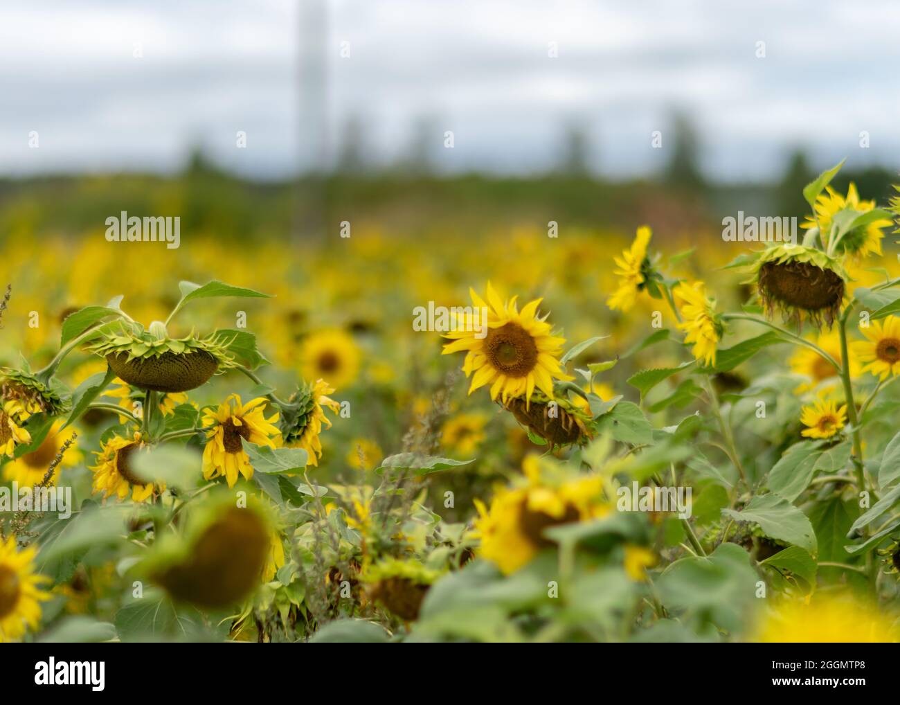 bright autumn landscape with sunflower field, yellow sunflower flower ...