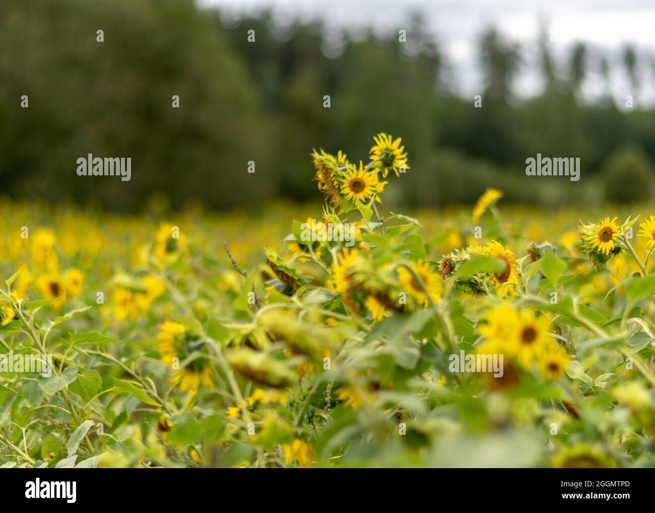 bright autumn landscape with sunflower field, yellow sunflower flower ...