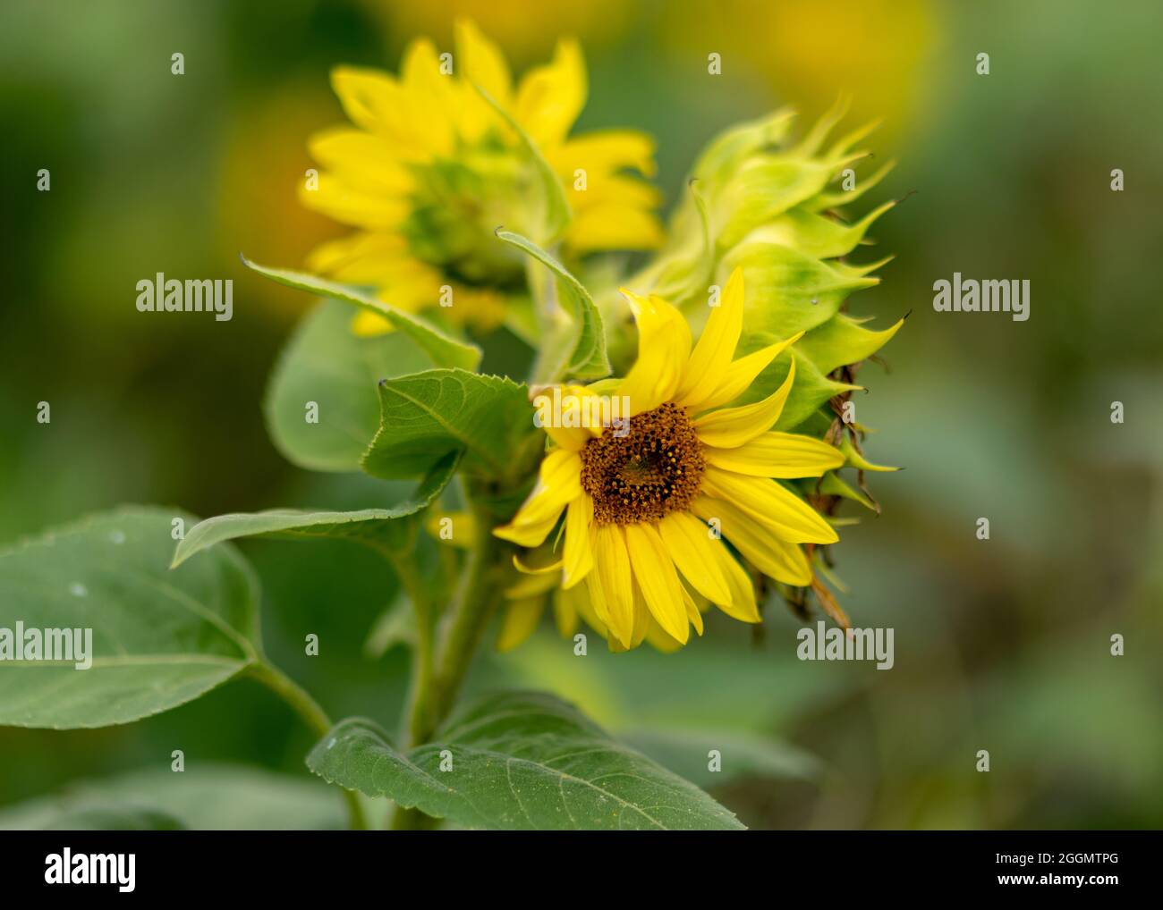 bright autumn landscape with yellow sunflower flower fragments ...