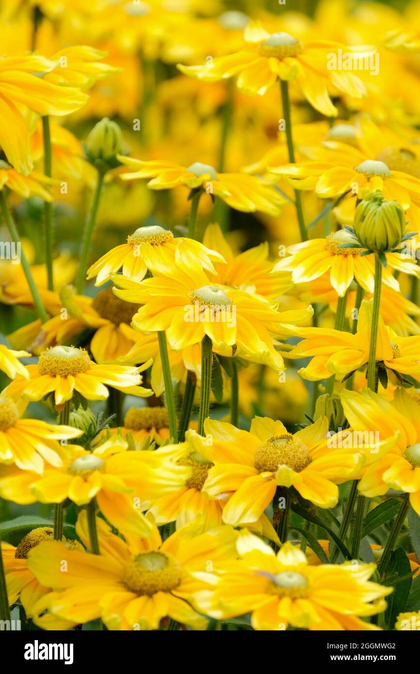 Rudbeckia hirta 'Prairie Sun'. Black-eyed Susan 'Prairie Sun ...
