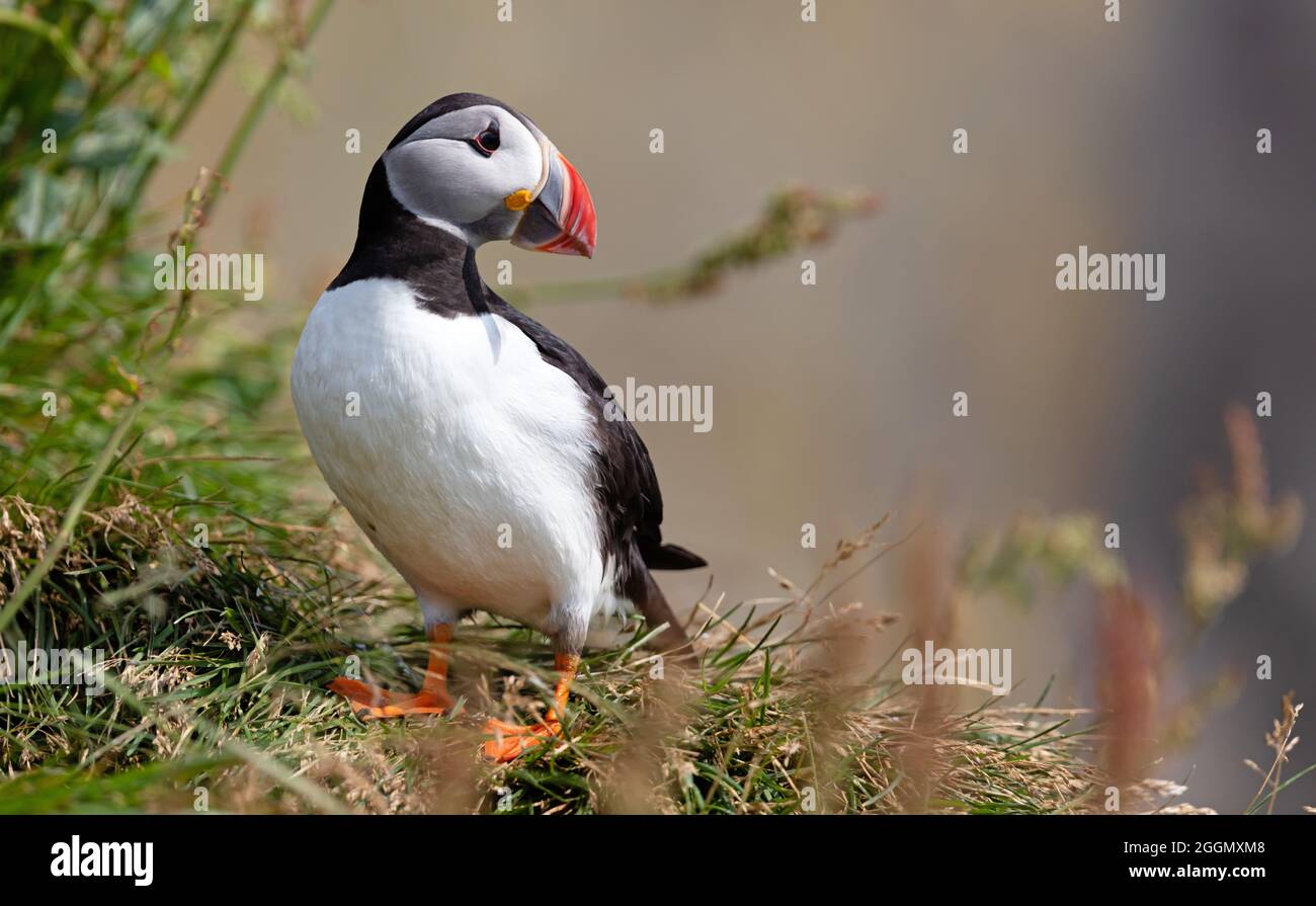 The atlantic puffin lives on the ocean and comes for nesting and ...