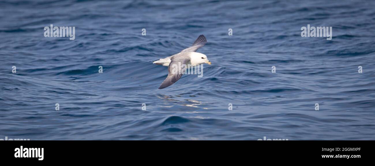 Northern Fulmar - Fulmarus glacialis at the Icelandic coast Stock Photo ...