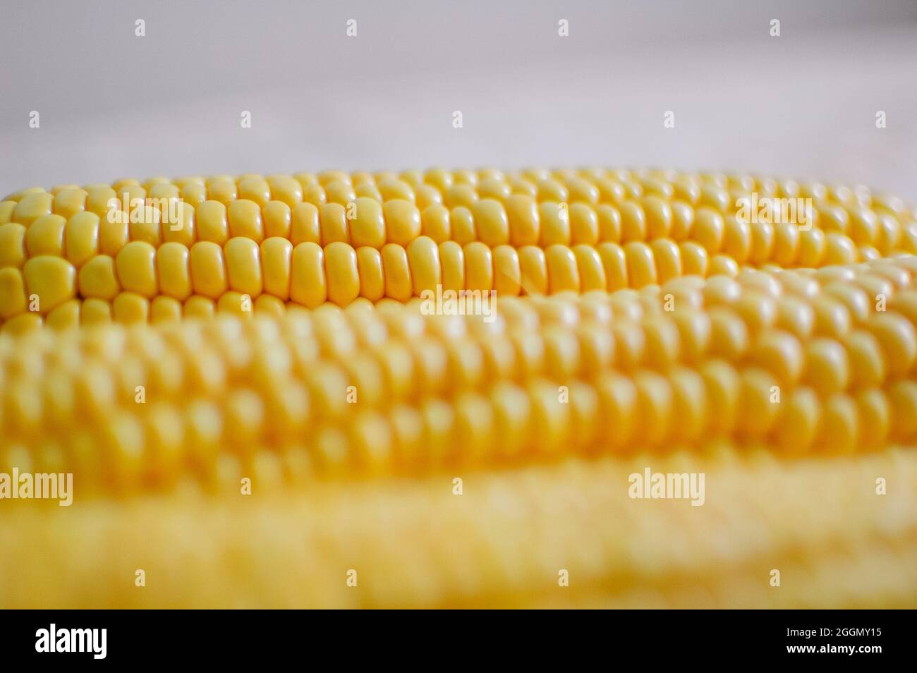 Close up shot of corn cobs, yellow grains of maize. Agriculture and ...