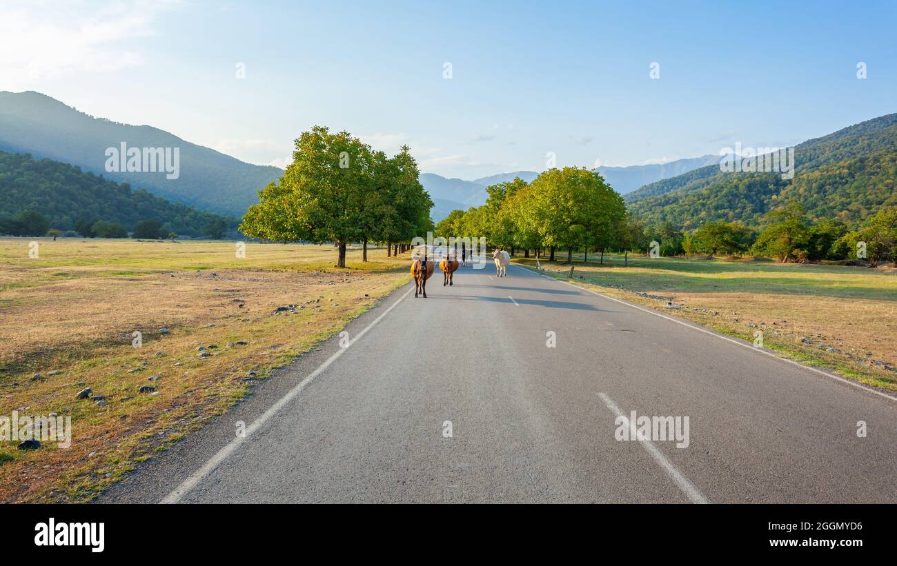 Black cows georgia hi-res stock photography and images - Alamy