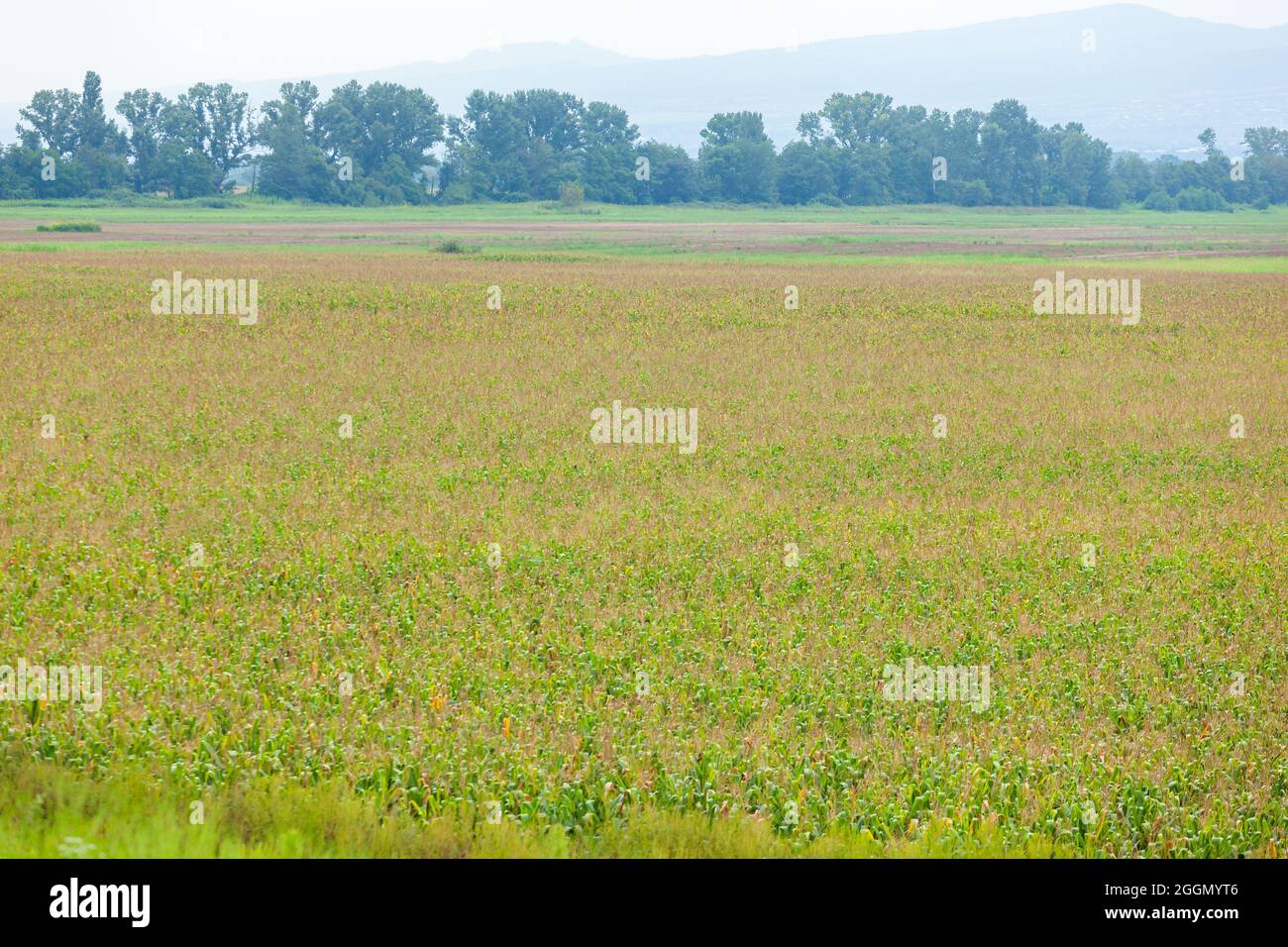 Corn fields in the agricultural area, kakheti, Georgia Stock Photo - Alamy