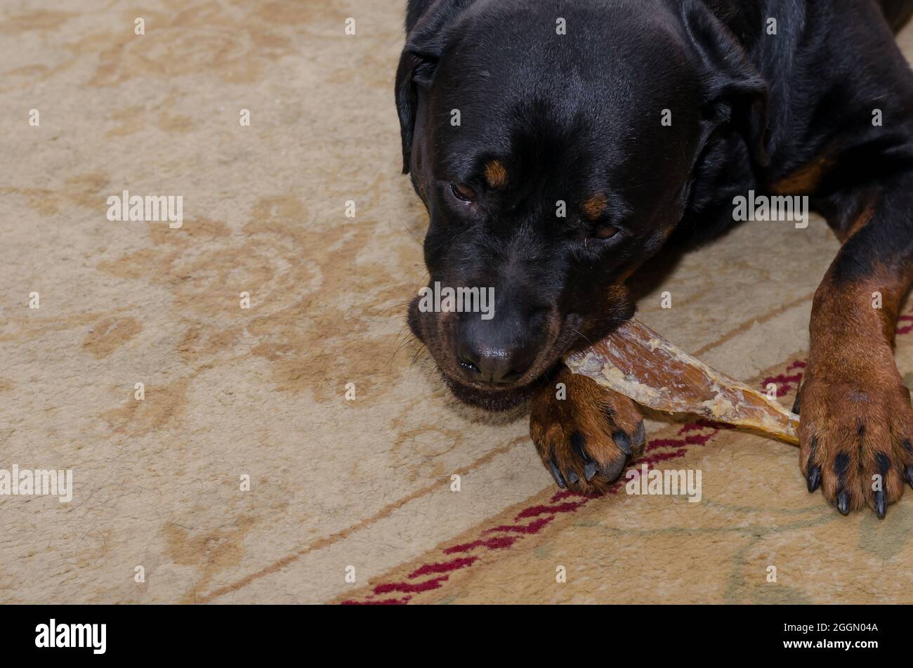 Black dog is lying on carpet and chewing treat. Rottweiler female is ...