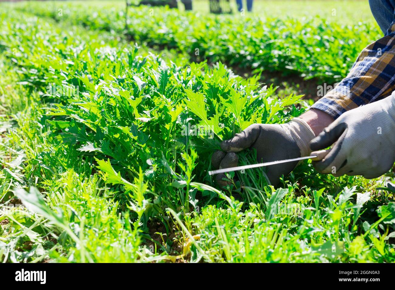 Harvesting arugula on summer farm field Stock Photo - Alamy