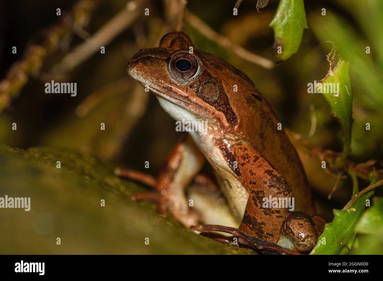 Anfibios anfibios animales animales hi-res stock photography and images ...