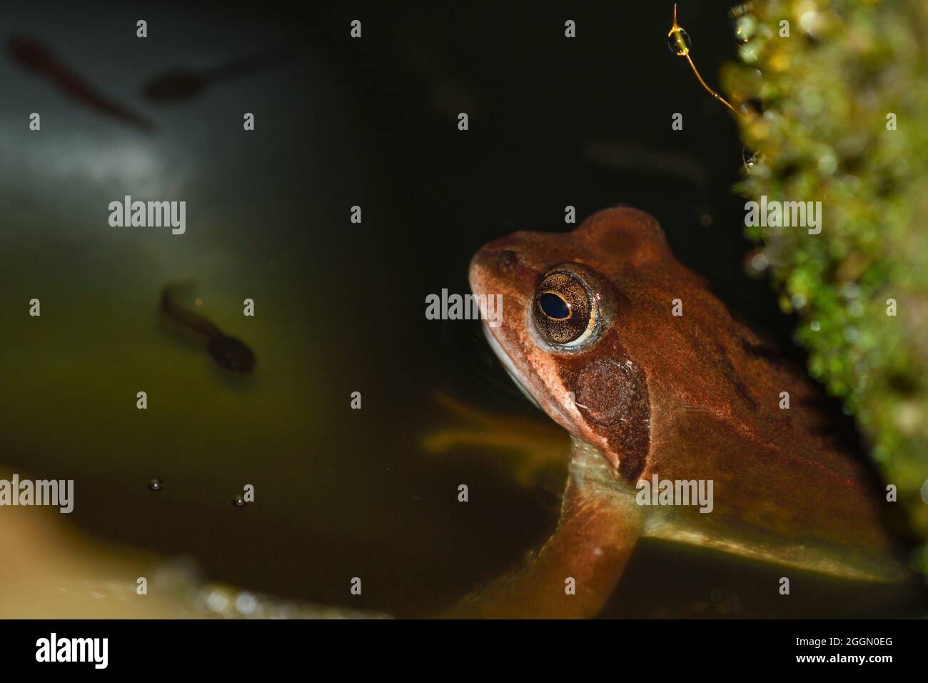 Anfibios anfibios animales animales hi-res stock photography and images ...