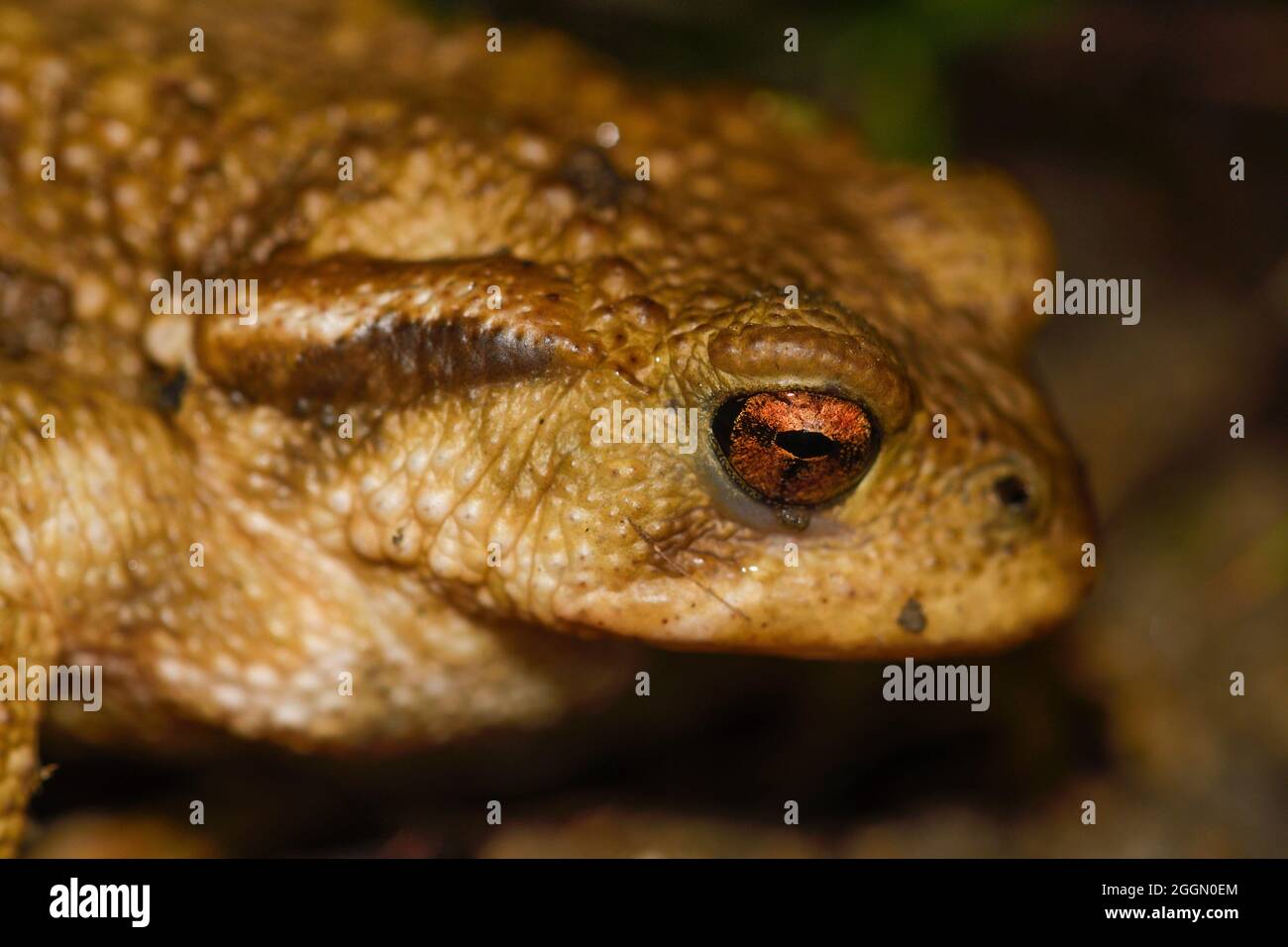 Closeup of the head of a common toad Stock Photo - Alamy