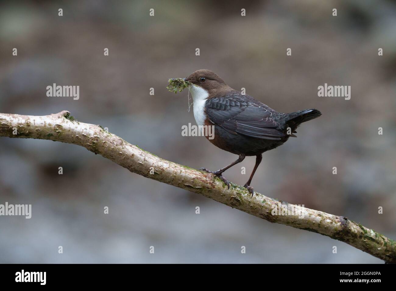 A dipper on a tree branch carrying nesting material in its beak, North ...