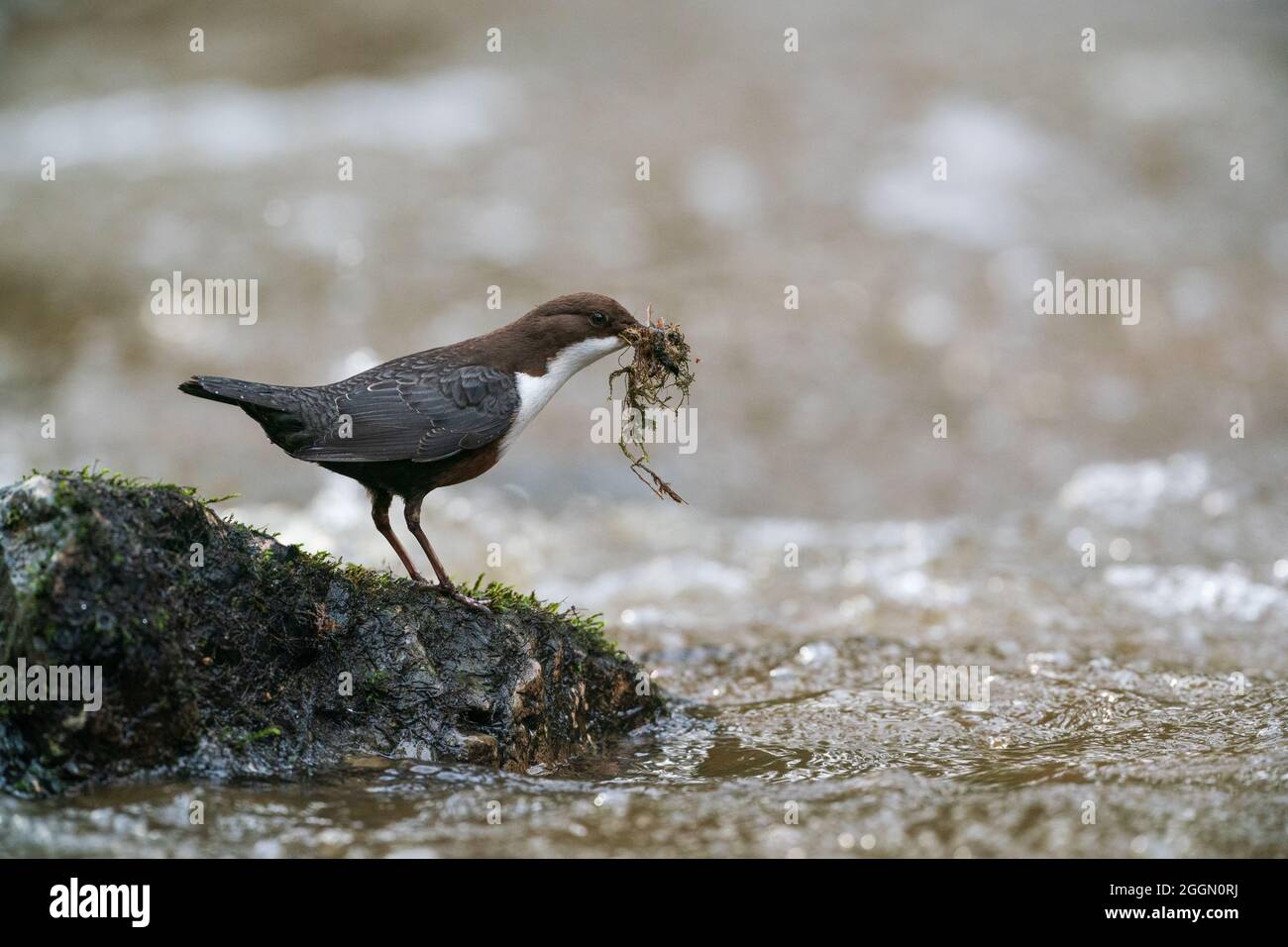 A dipper on a rock carrying nesting material in its beak, North Wales ...