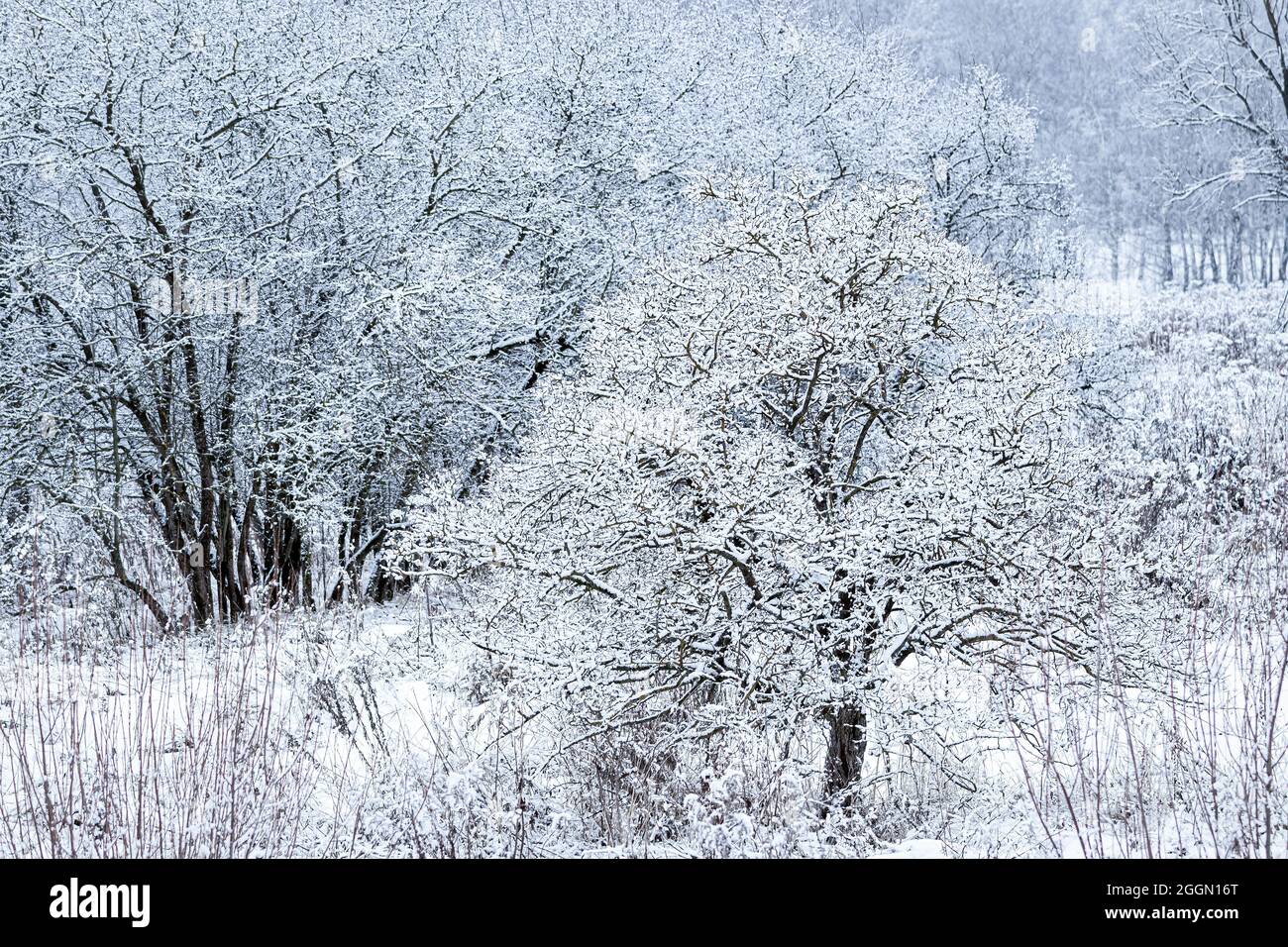 Trees covered with snow after snowfall on a winter cloudy day Stock ...