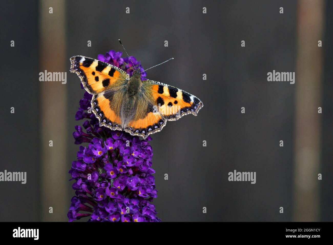 Orange Tortoiseshell butterfly (Aglais urticae) feeding on Buddleia ...