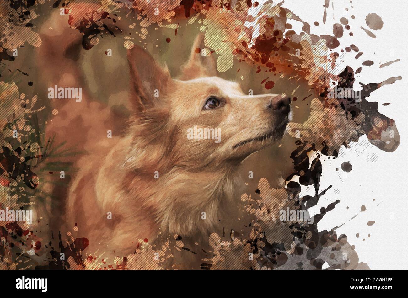 Portrait of a red mixed breed dog. The female dog looks upwards into ...