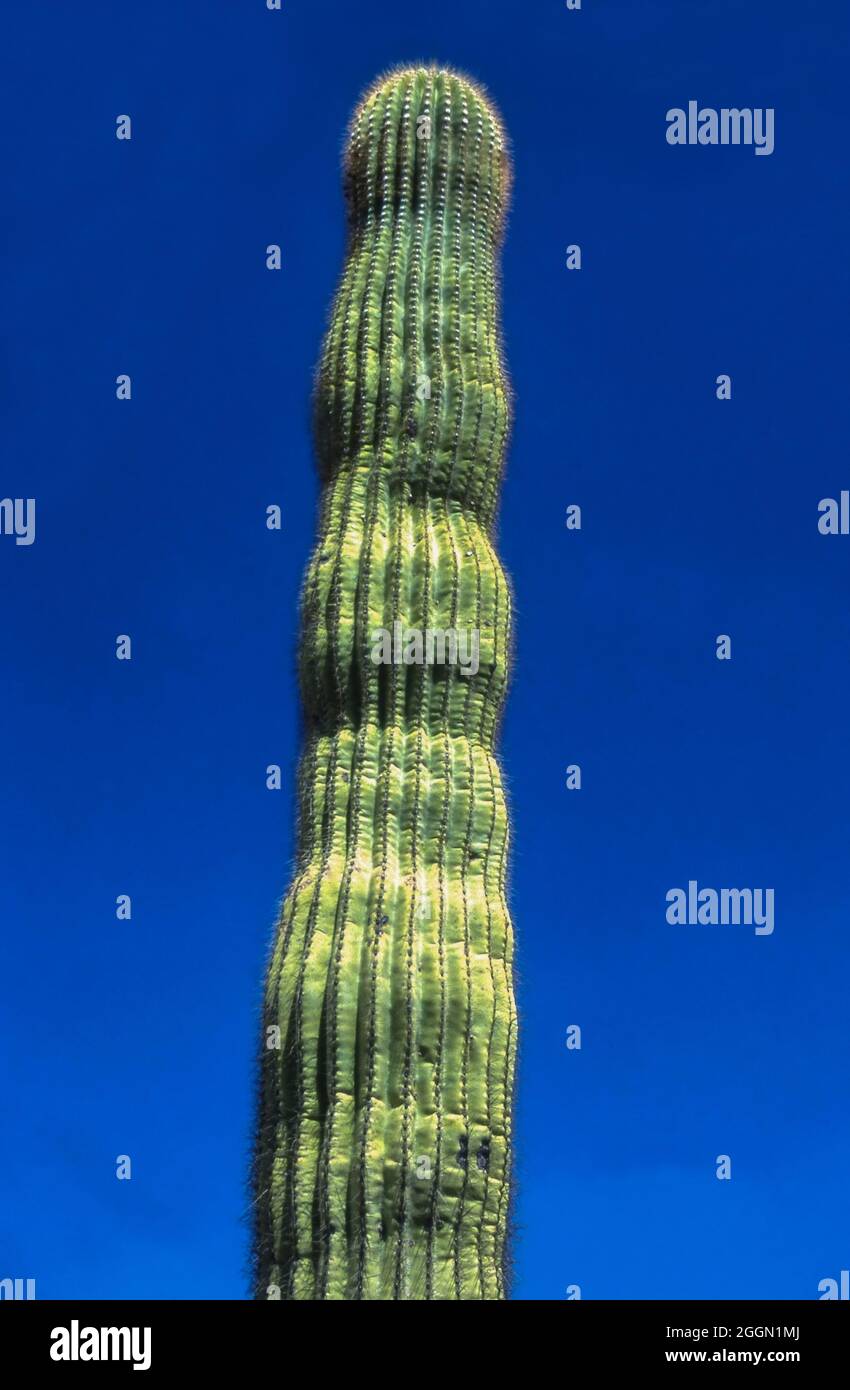 Saguaro in Arizona desert Stock Photo - Alamy