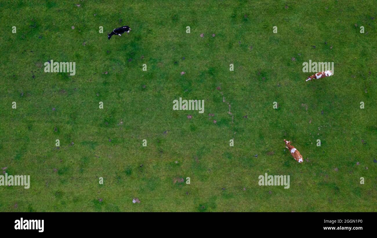 Aerial cattle grazing organic hi-res stock photography and images - Alamy