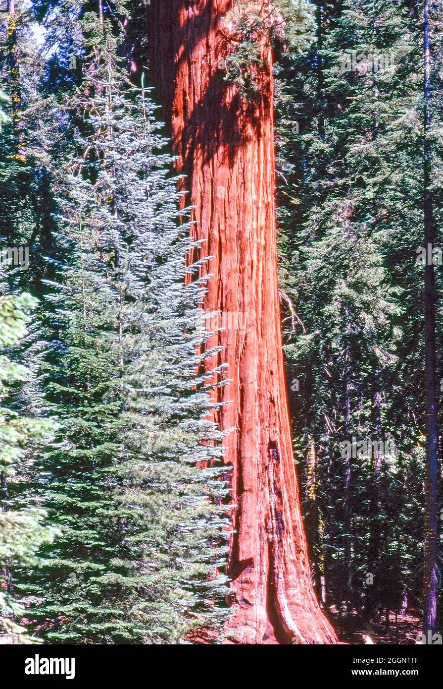 Sequoia Tree in California National Park Stock Photo - Alamy