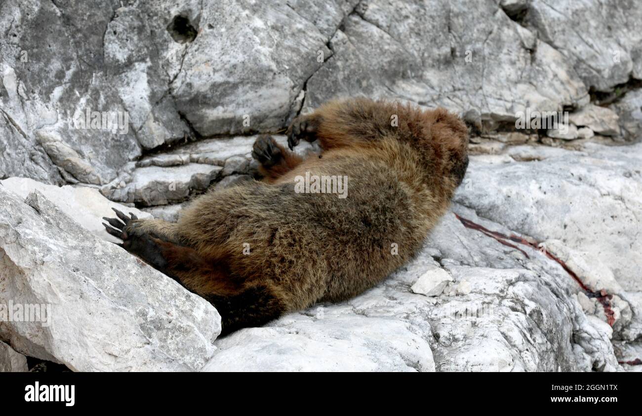 Marmot climbing rock hi-res stock photography and images - Alamy