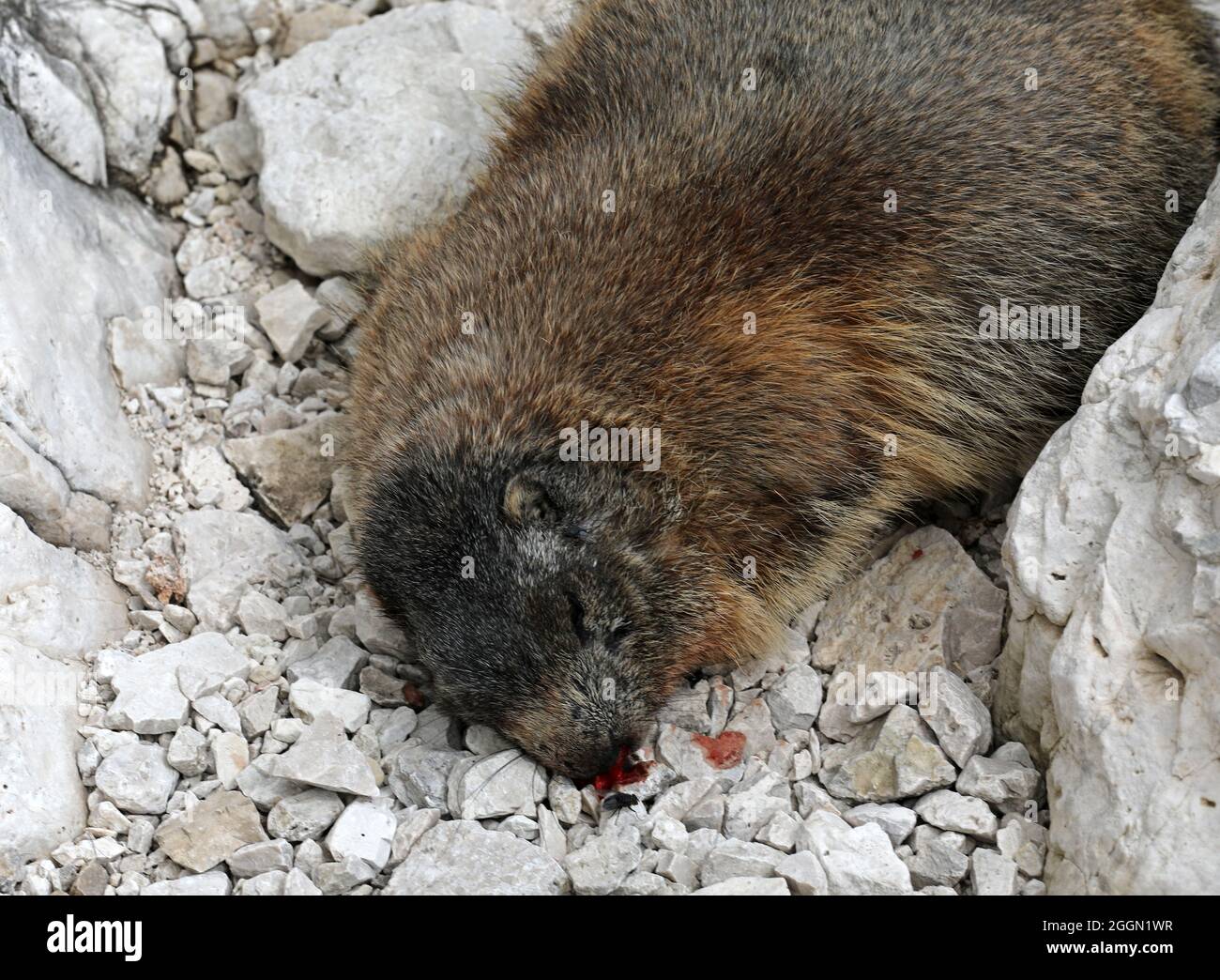 Marmot climbing rock hi-res stock photography and images - Alamy