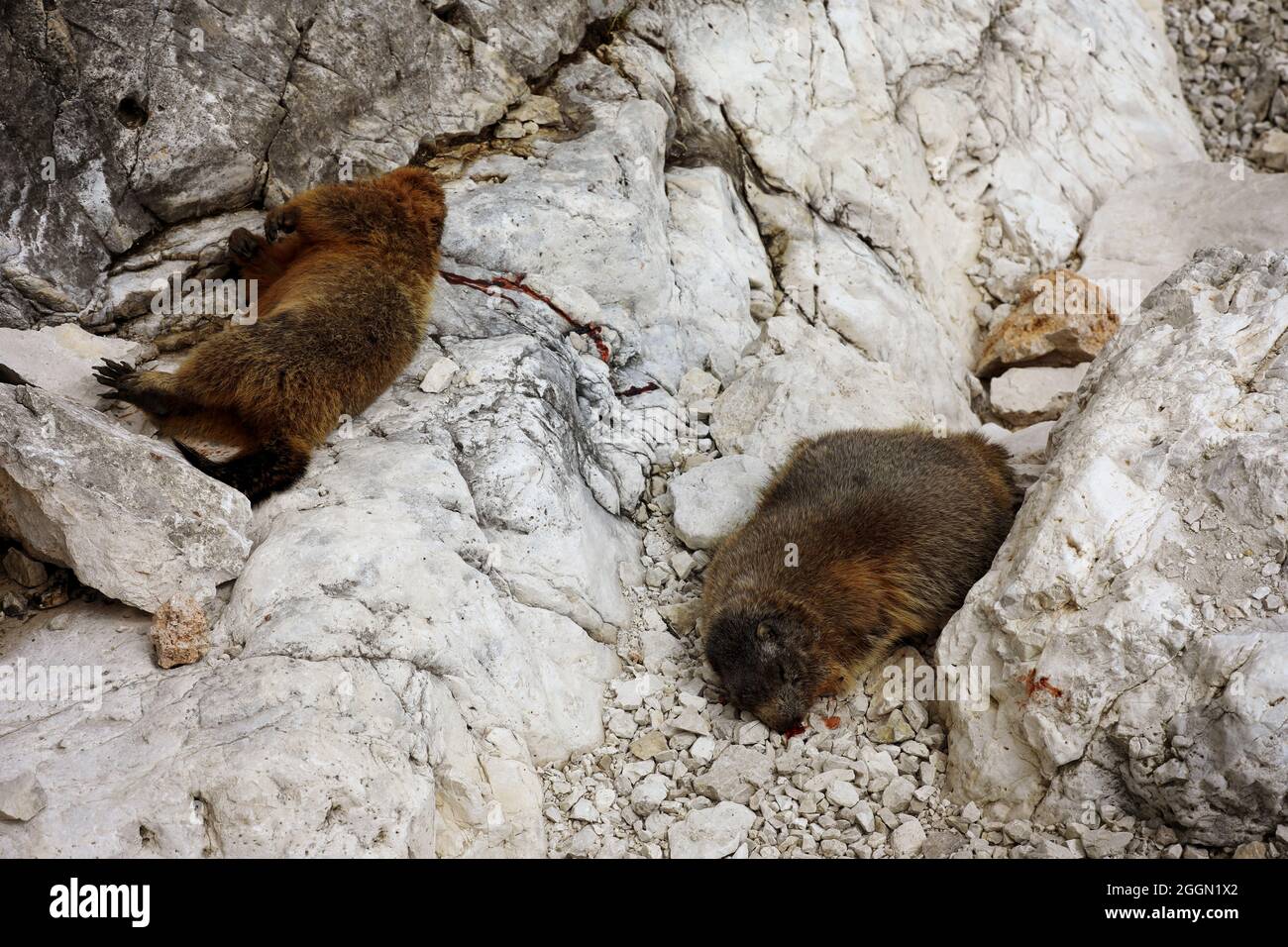 Dead marmot marmots after a fight Stock Photo - Alamy