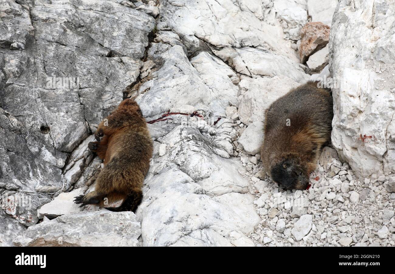 Marmot climbing rock hi-res stock photography and images - Alamy