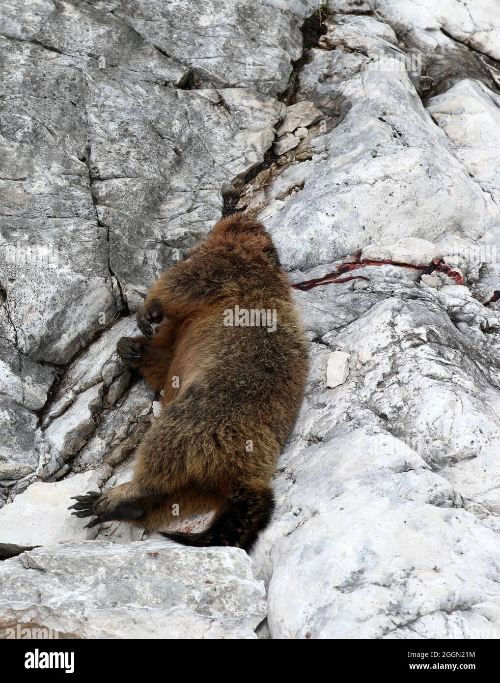 Marmot climbing rock hi-res stock photography and images - Alamy