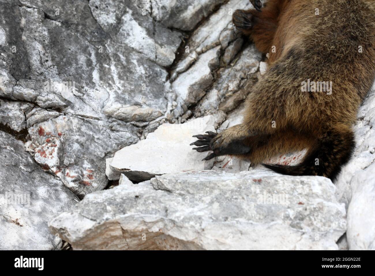Marmot fight hi-res stock photography and images - Alamy