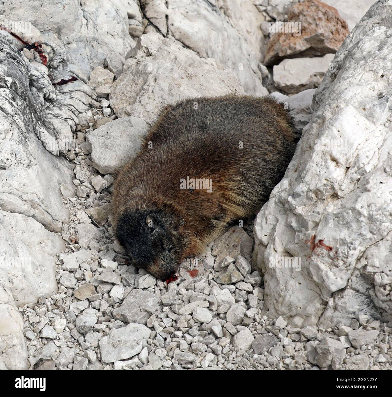 Dead marmot marmots after a fight Stock Photo - Alamy