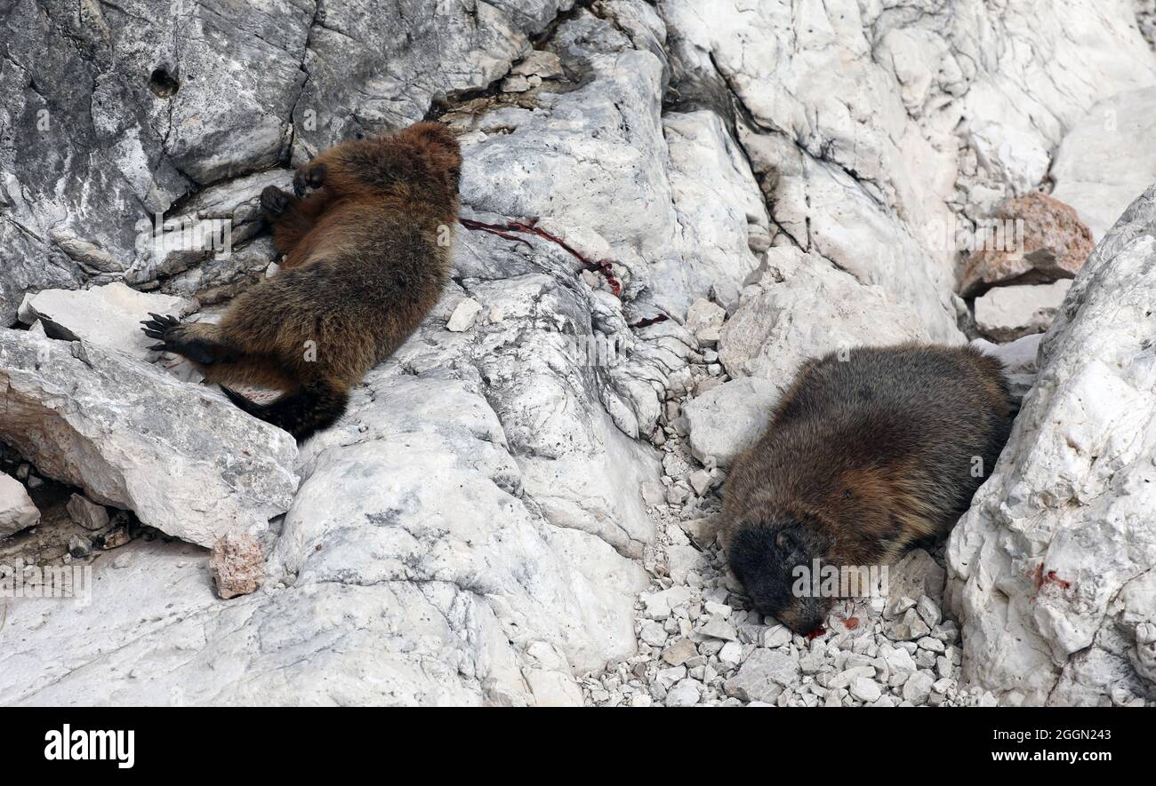 Marmot fight hi-res stock photography and images - Alamy