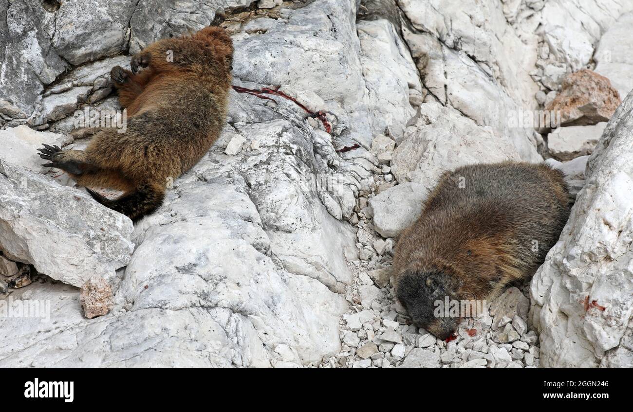 Dead marmot marmots after a fight Stock Photo - Alamy