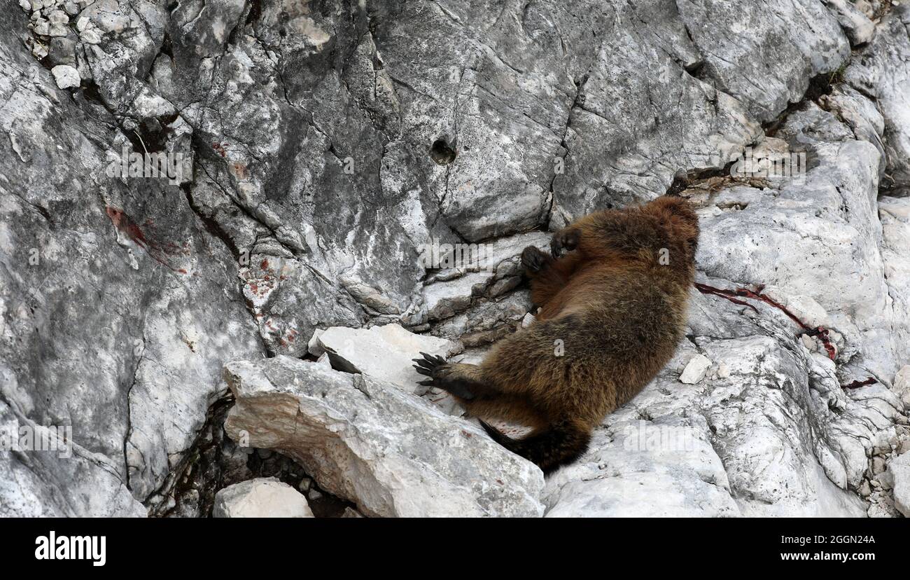 Marmot climbing rock hi-res stock photography and images - Alamy