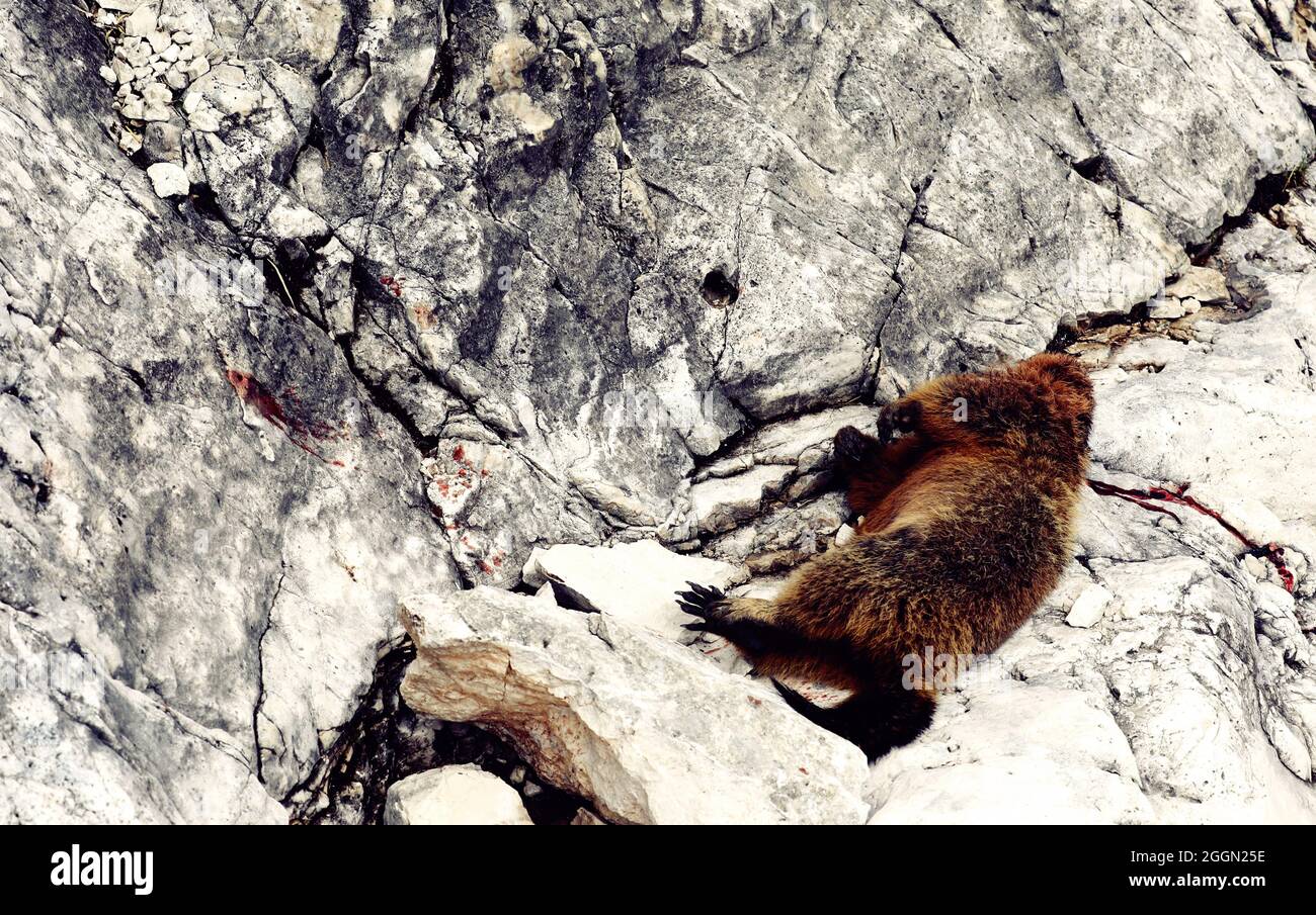 Bloody rodent hi-res stock photography and images - Alamy