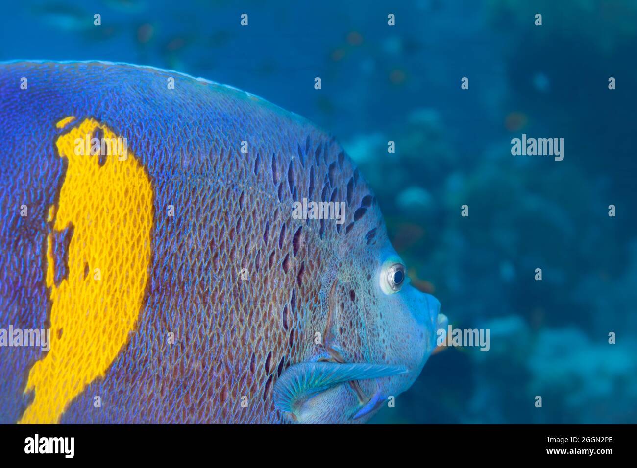 Fish of the Red Sea. Yellowbar angelfish Stock Photo - Alamy