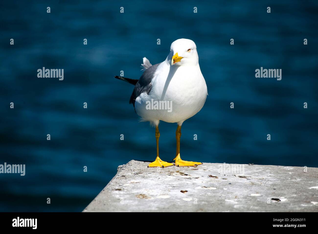 Seagull photo by the beach Stock Photo - Alamy