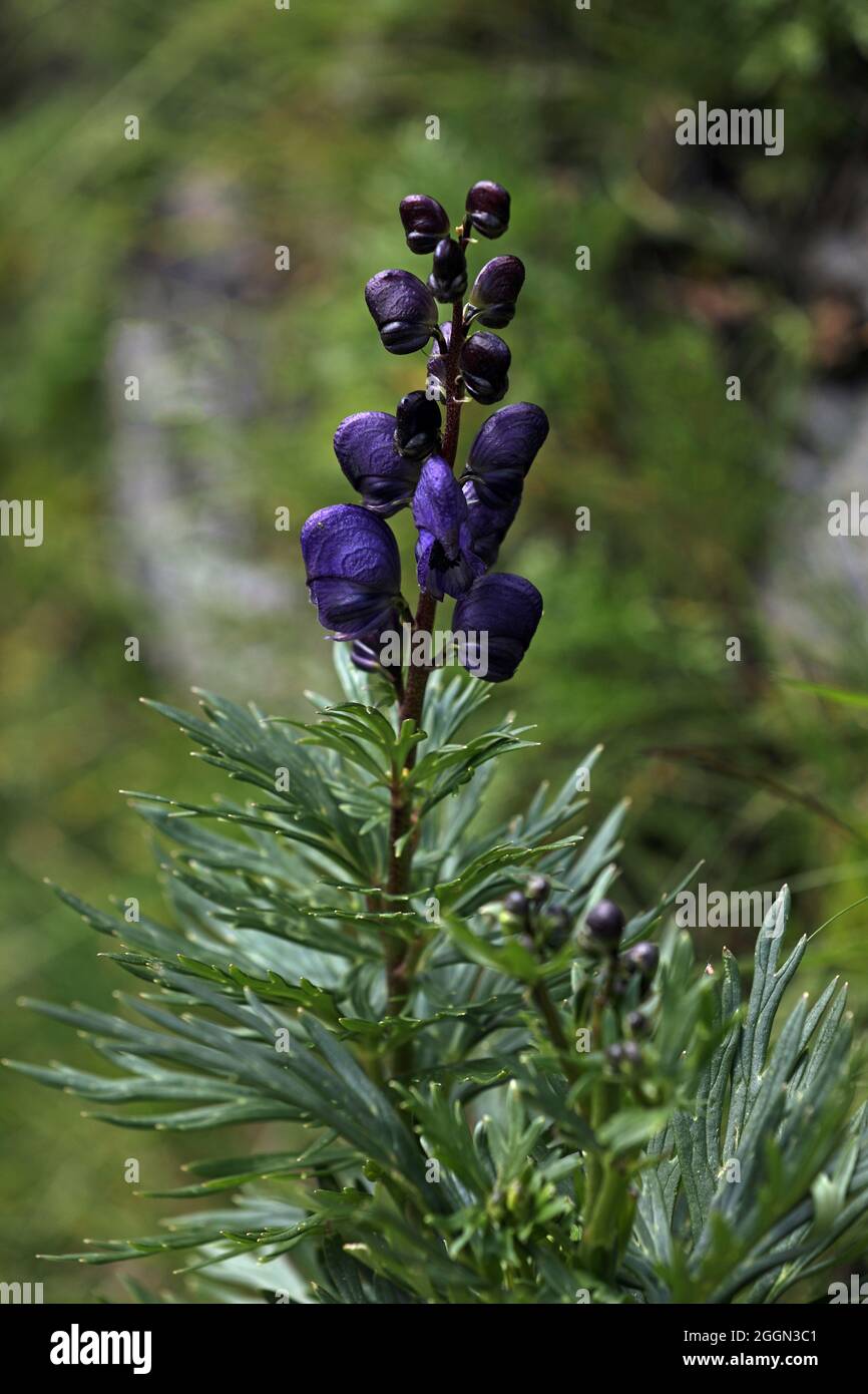 Monkshood root hi-res stock photography and images - Alamy
