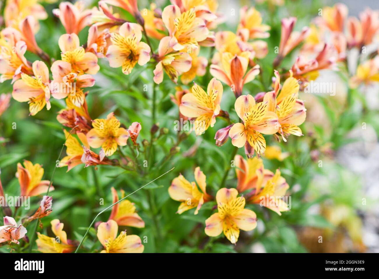 Flowers alstroemeria blooming in summer in garden Stock Photo - Alamy