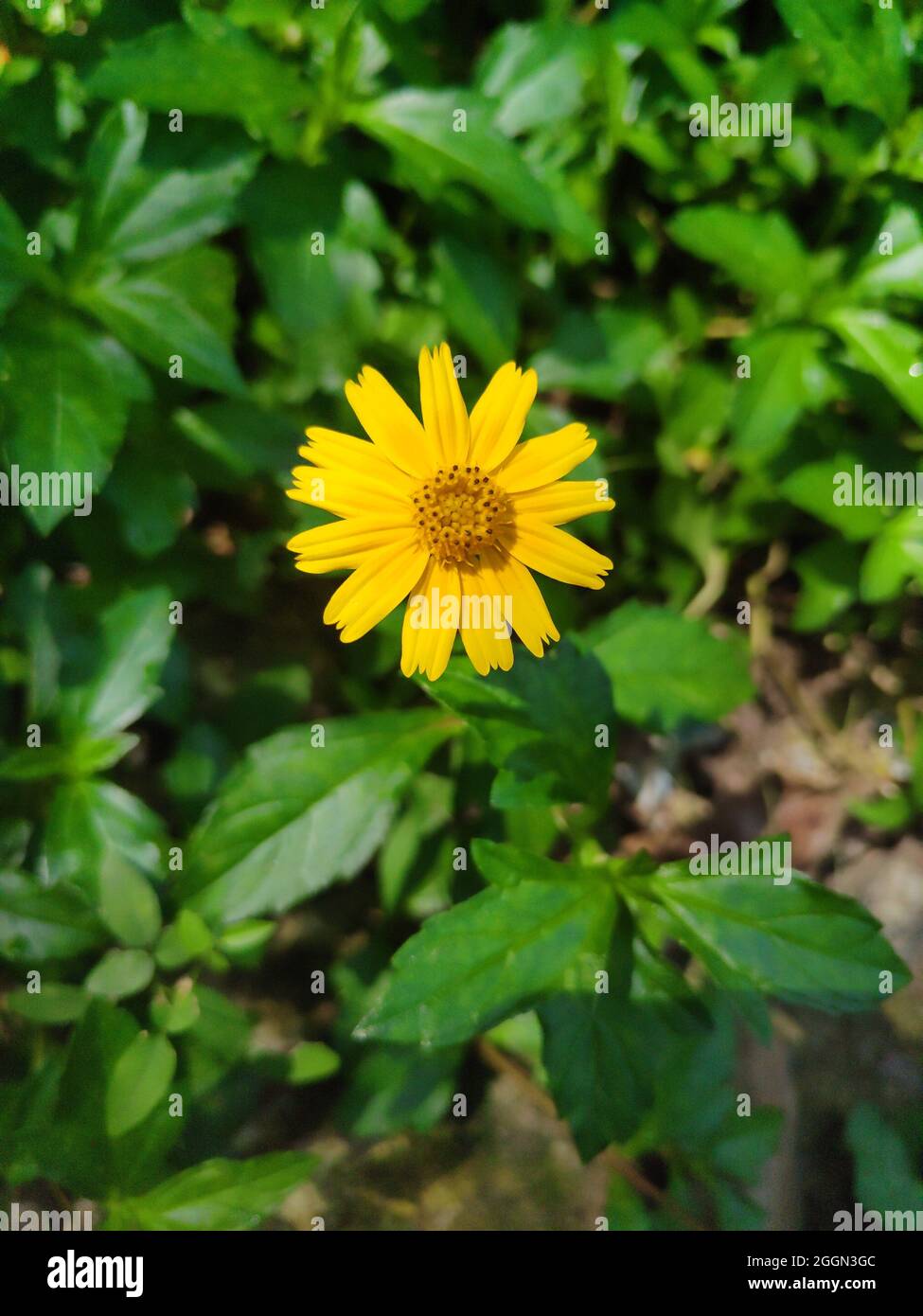 Vertical shot of a yellow flower Stock Photo - Alamy