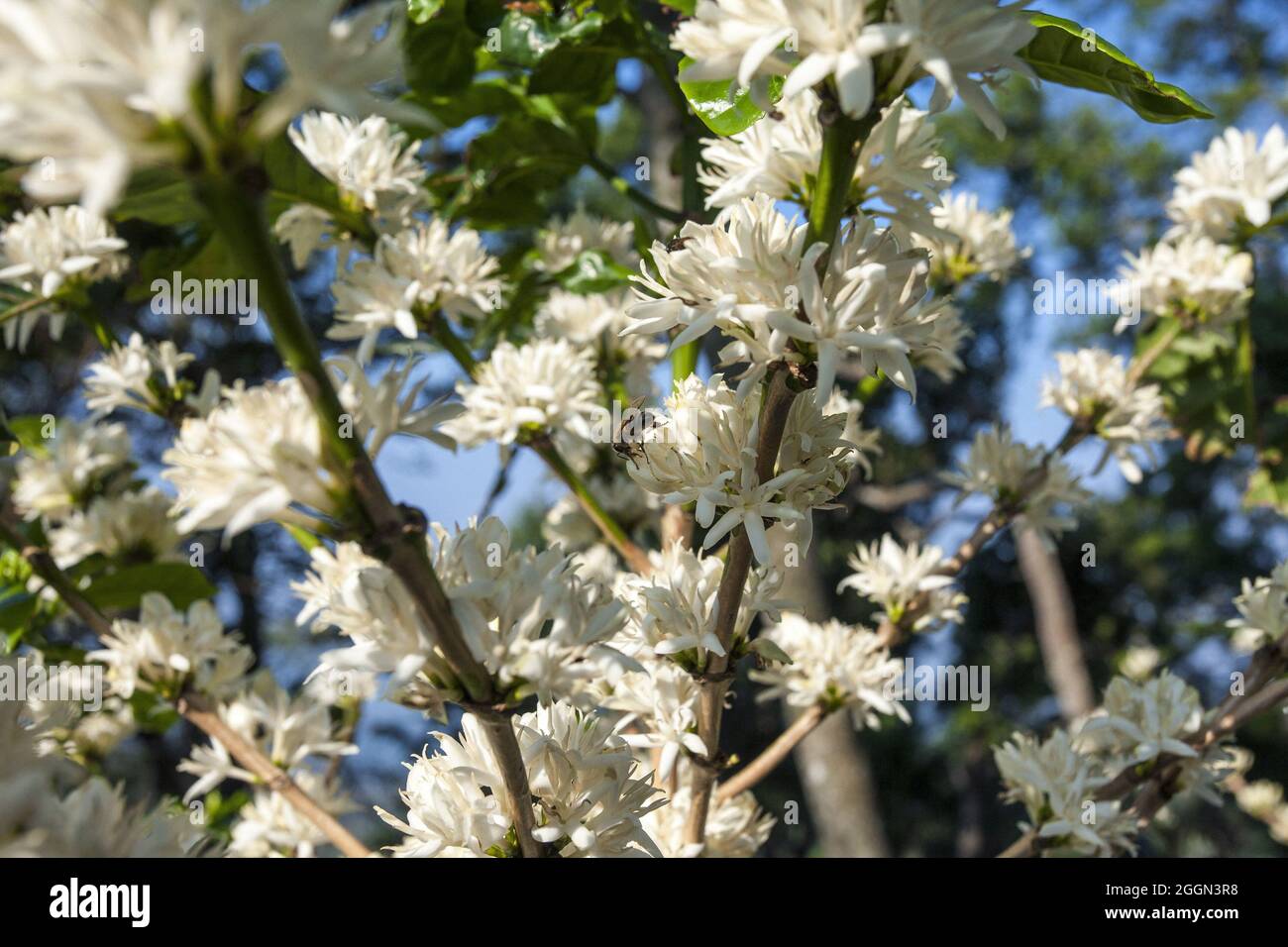 Detail of coffee plant flower (Coffea) blooming in the middle of coffee ...